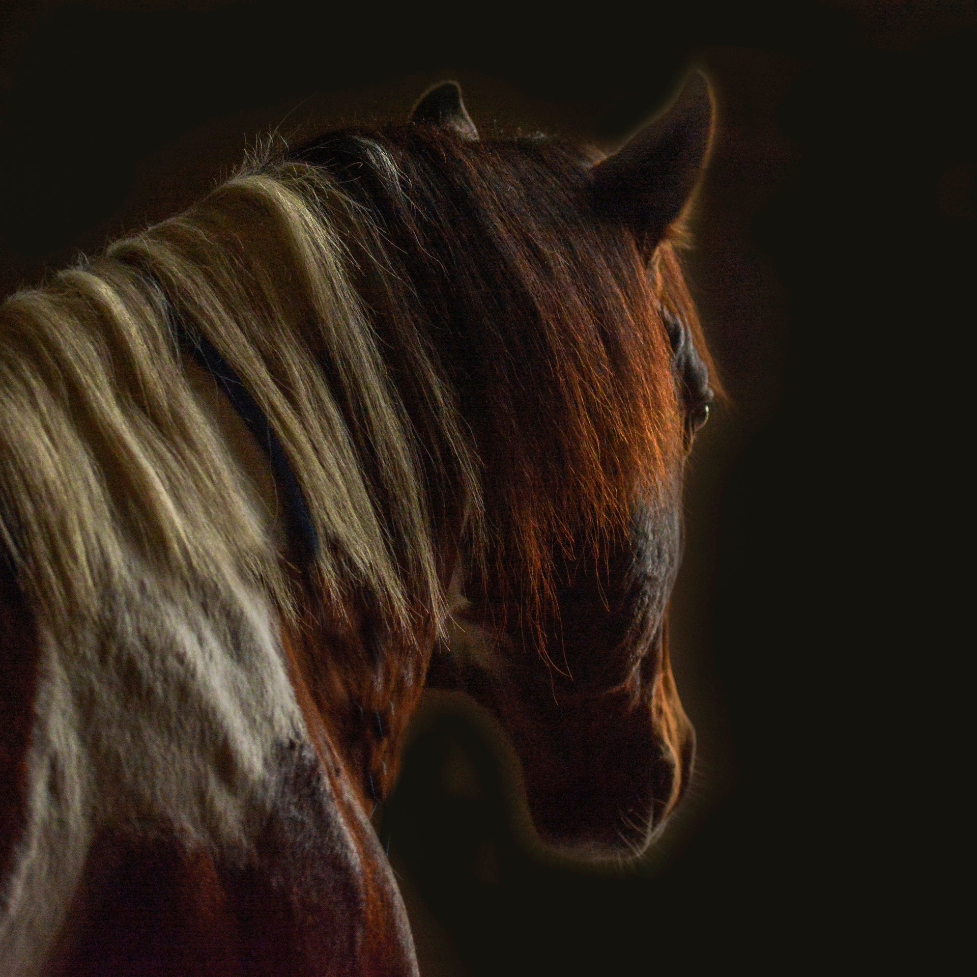 Contact – Rocking M Ranch